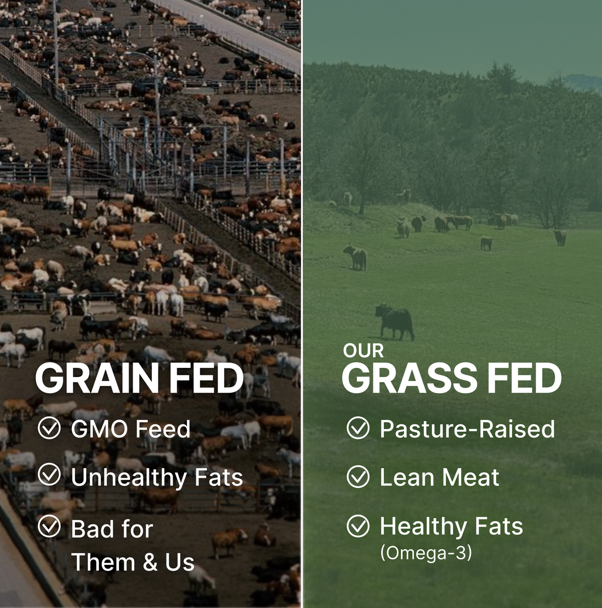 Personal Beef Box– The Wellness Company