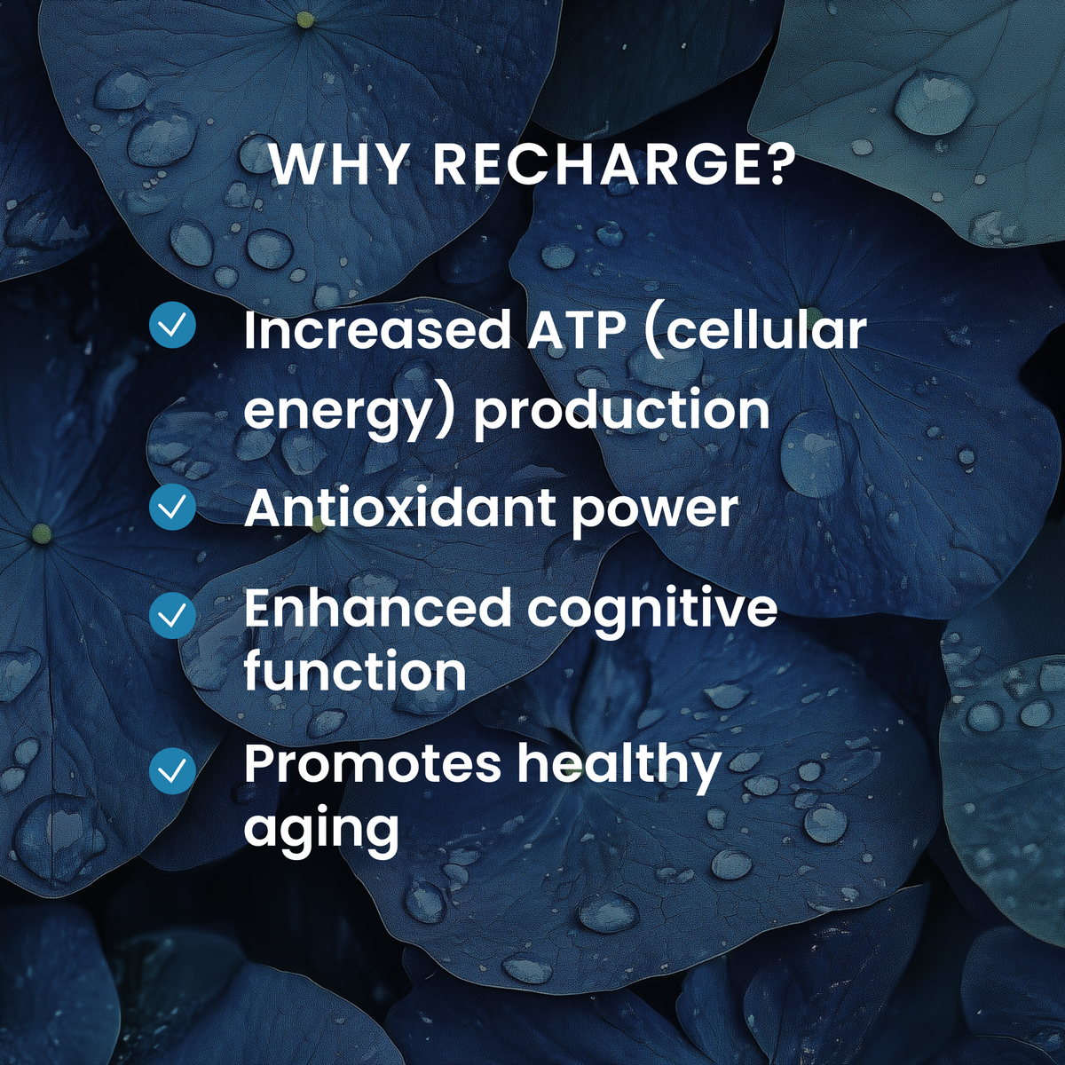 Recharge– The Wellness Company